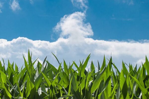 Contacts - Primeview Farmers Store